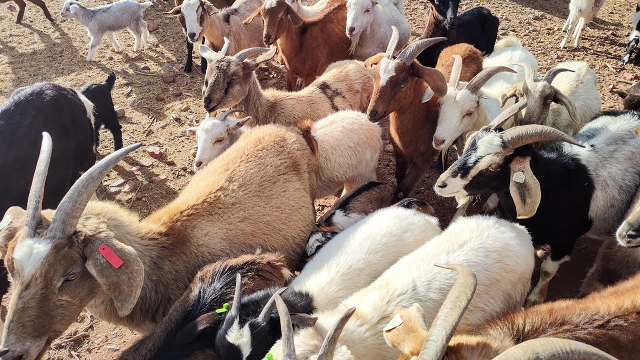 Helping Our Goats Recover! - YouTube