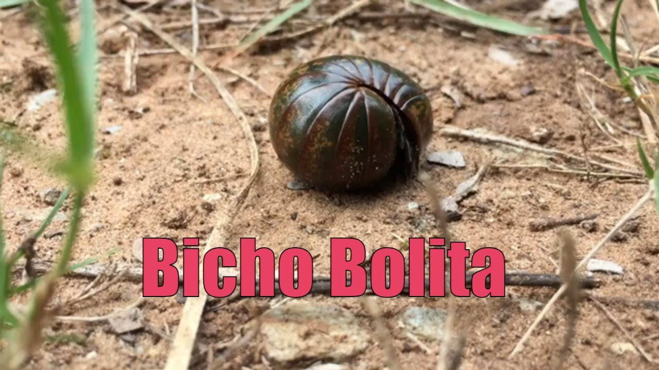¡Sorprendente! Mira cómo este bicho bolita se desenrolla y explora ...