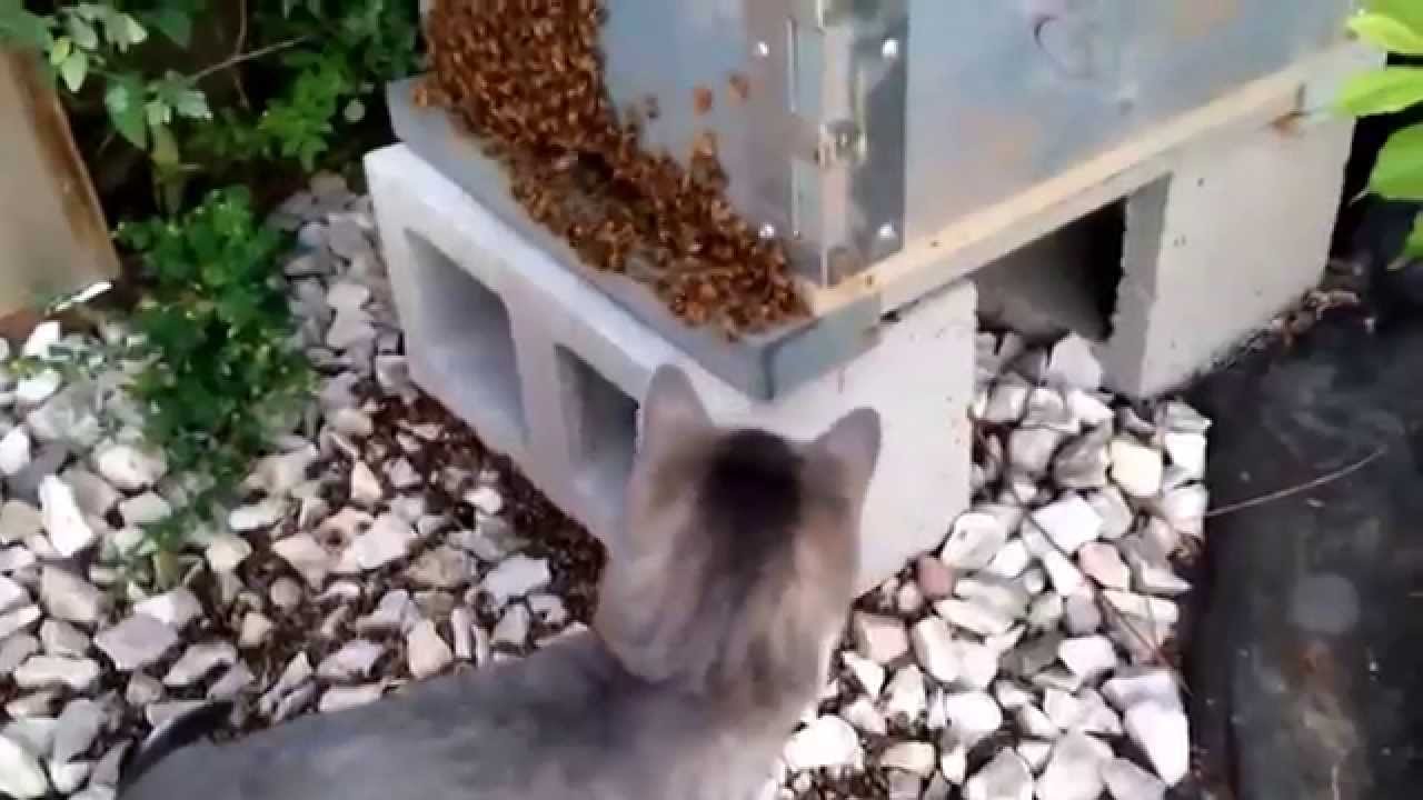 Cat vs Bees - YouTube