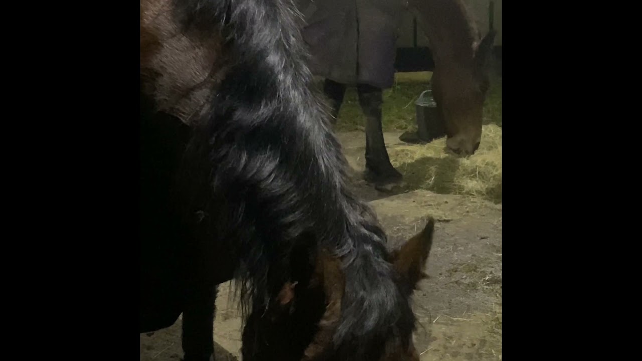 Horse being clipped - YouTube