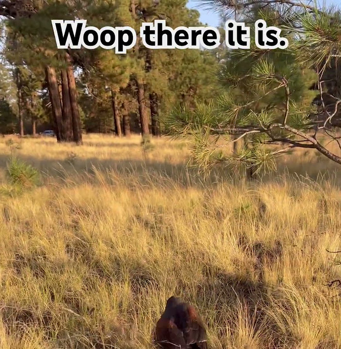 Hawk Seems To Appear Out of Nowhere #birds #hawk #fall #animals - YouTube