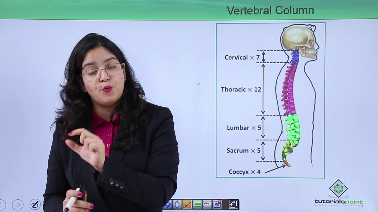 Class10th – Bones of vertebral column | Locomotion and Movement ...