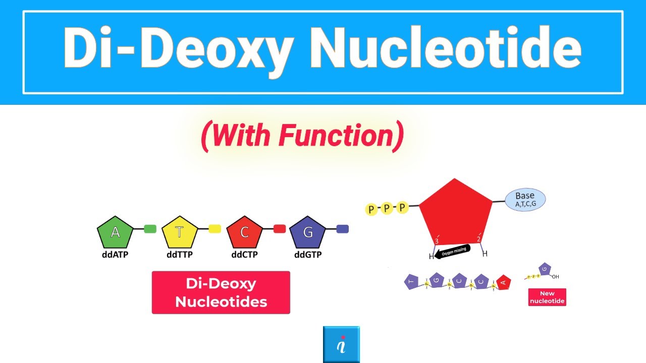 Di-Deoxy Nucleotide (Animation) - YouTube