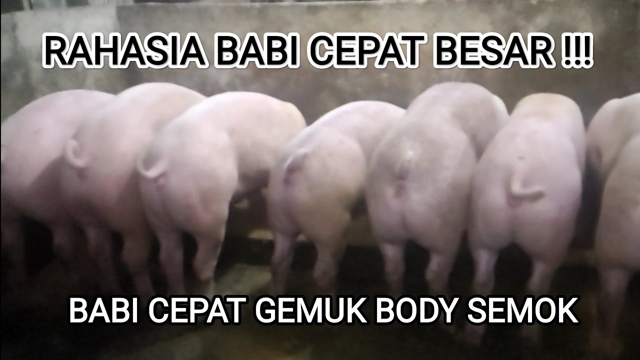 Pertumbuhan Babi Cepat Besar Umur 2 Bulanan Ini Rahasianya ! # ...