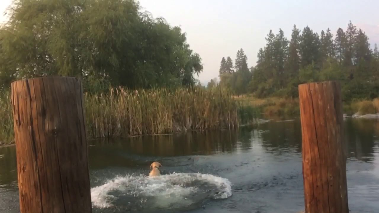 Indy Jumping into a Pond - YouTube