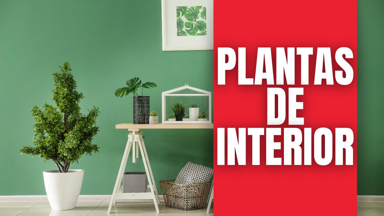 🌱 LAS 3 MEJORES PLANTAS DE INTERIOR IDEALES PARA LUGARES POCA LUZ 🍃 ...