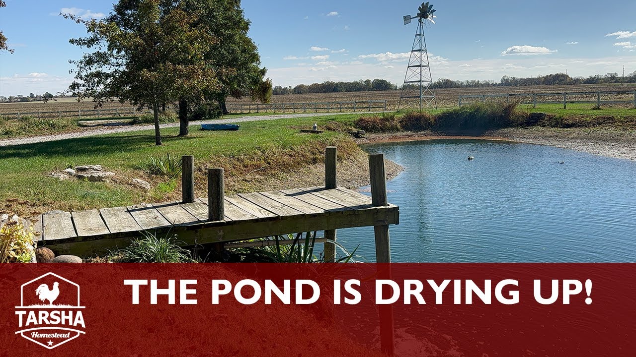 The Pond is Drying Up! - YouTube