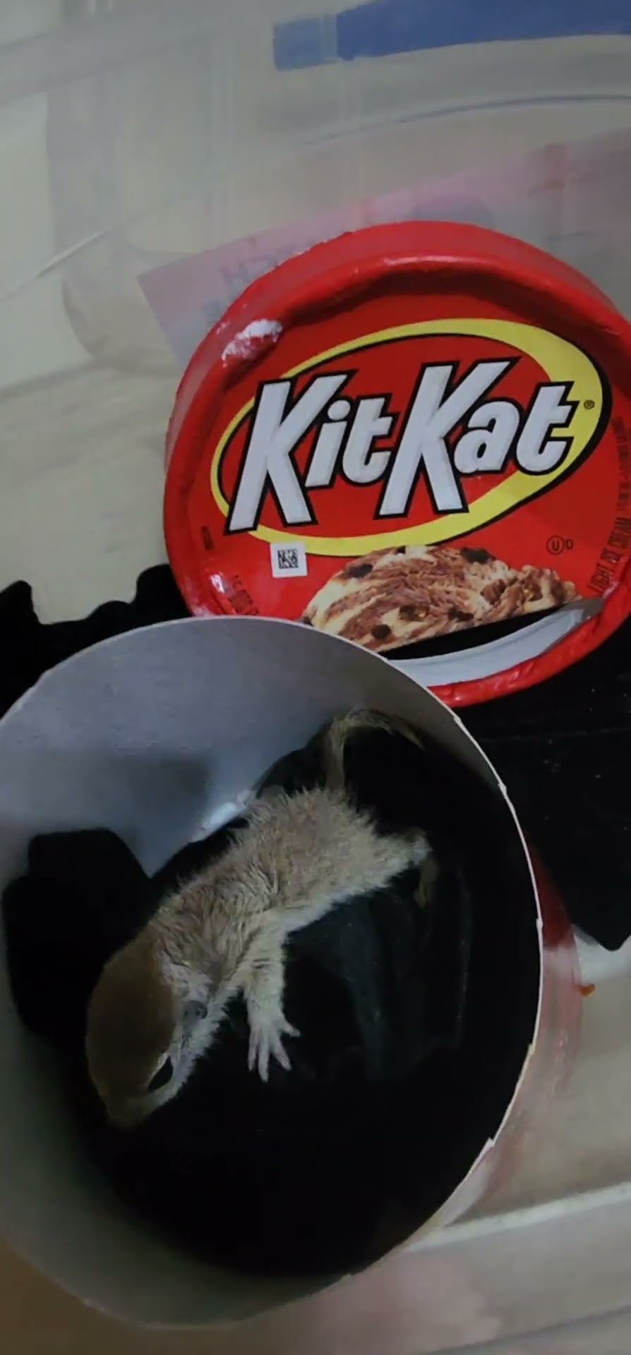 Kit Kat still among the living, baby squirrel rescue - YouTube