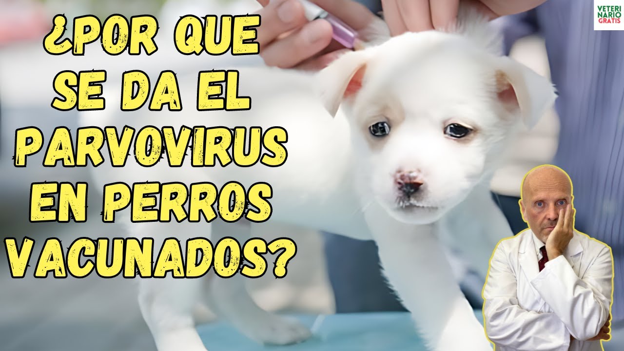 🚨 ¿POR QUE APARECE EL PARVOVIRUS EN PERROS VACUNADOS? 🚨 - YouTube
