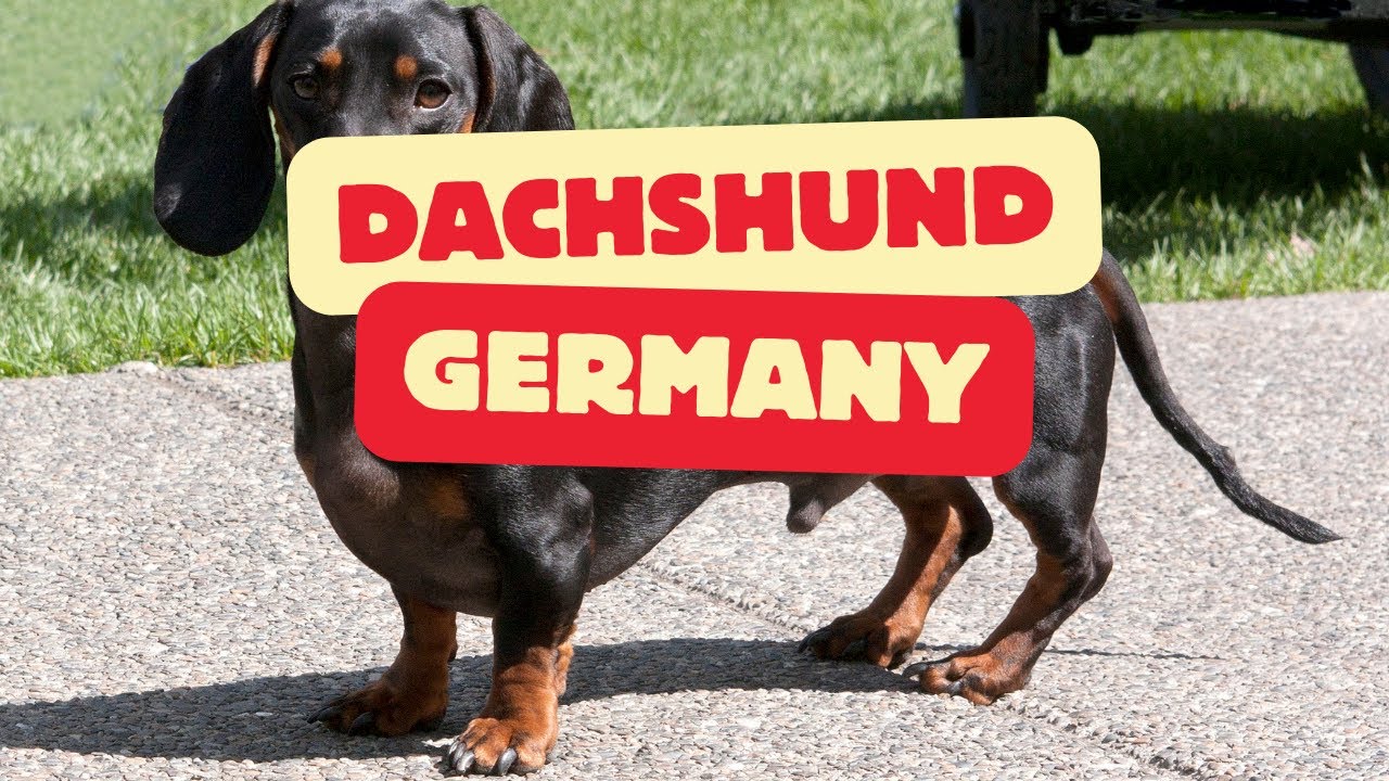 'The Most' Dachshund: A Tale of Origin and Traits - YouTube