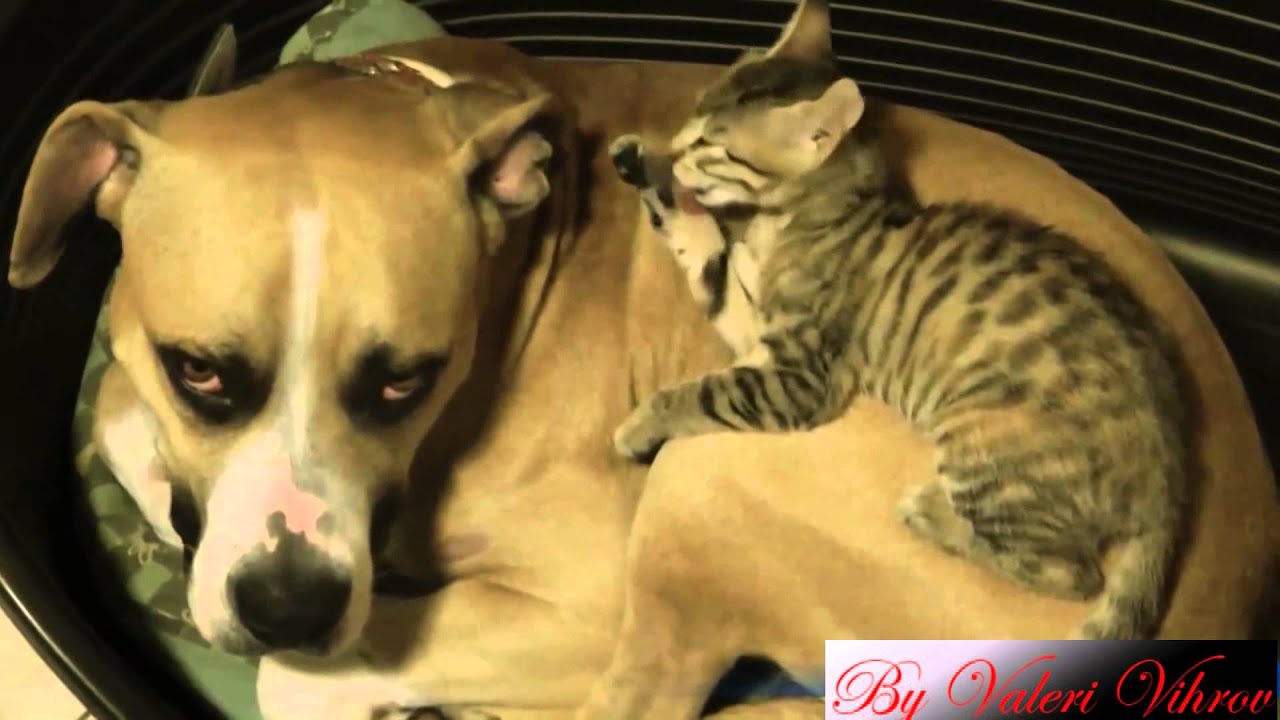 Pitbulll vs Cat,Питбуль vs Кот - YouTube