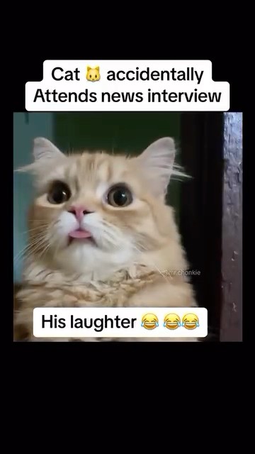 The cat wants to have an interview 😭 #cats #shorts #fyp #fypage #memes ...