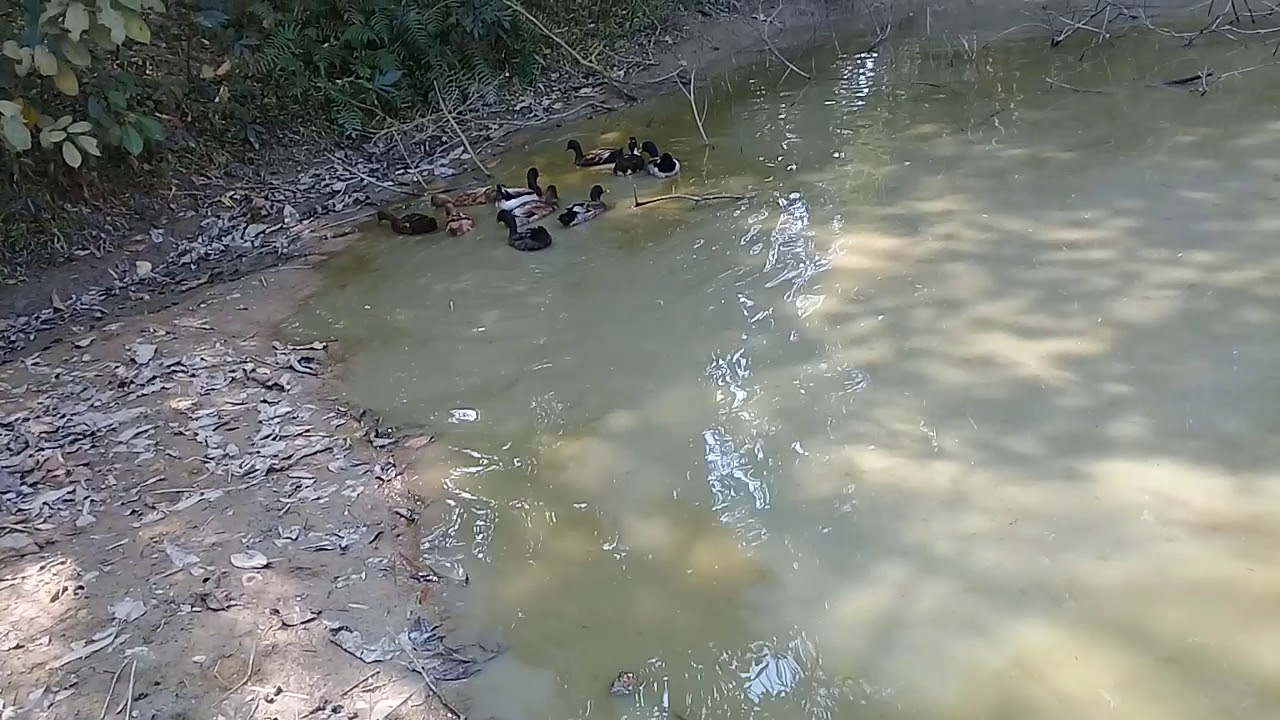 Bengali duck - YouTube