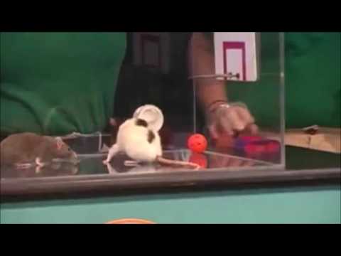 Rat Basketball- Shaping (Operant Conditioning) - YouTube