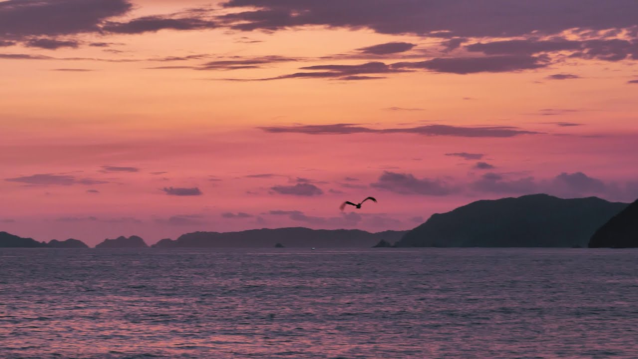 SEA BIRD FLYING OVER WATER ~ 4K/HD FOOTAGE - YouTube