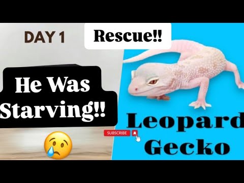 I Rescued A Starving Leopard Gecko!! Will He Survive?? - YouTube