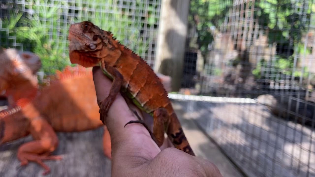 Super Red Iguanas - YouTube