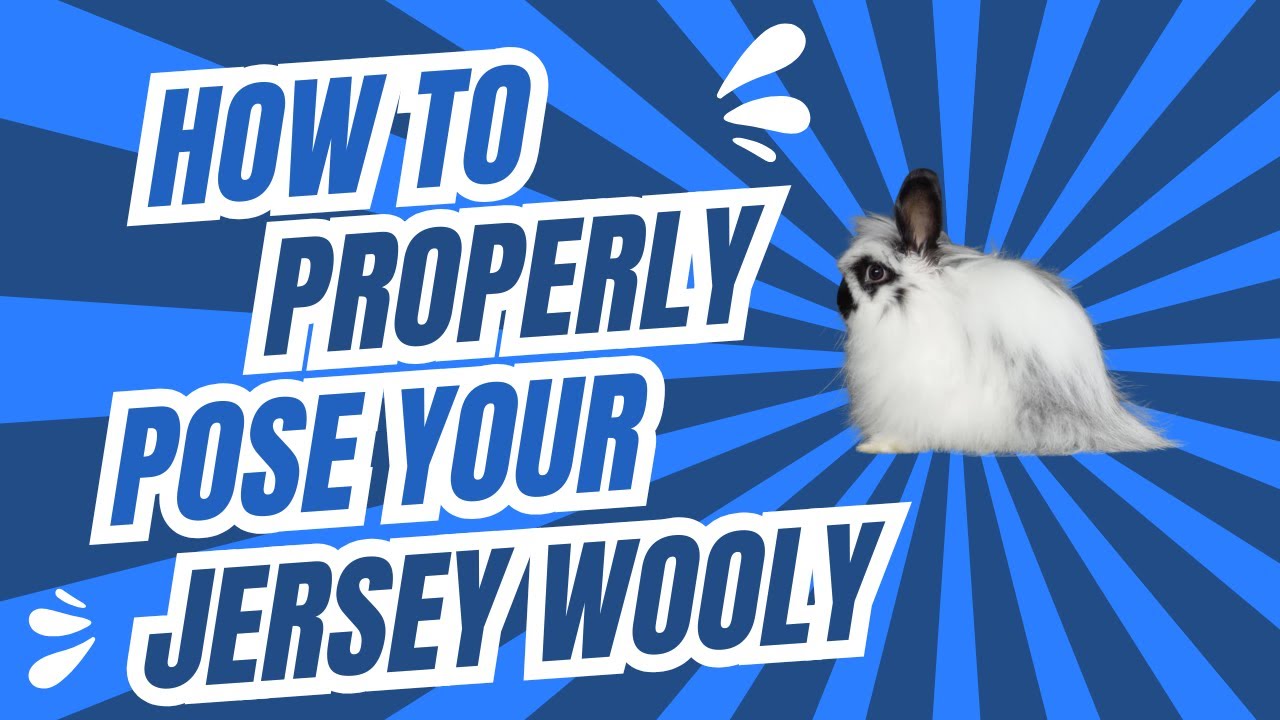 How to Properly Pose Your Jersey Wooly - YouTube