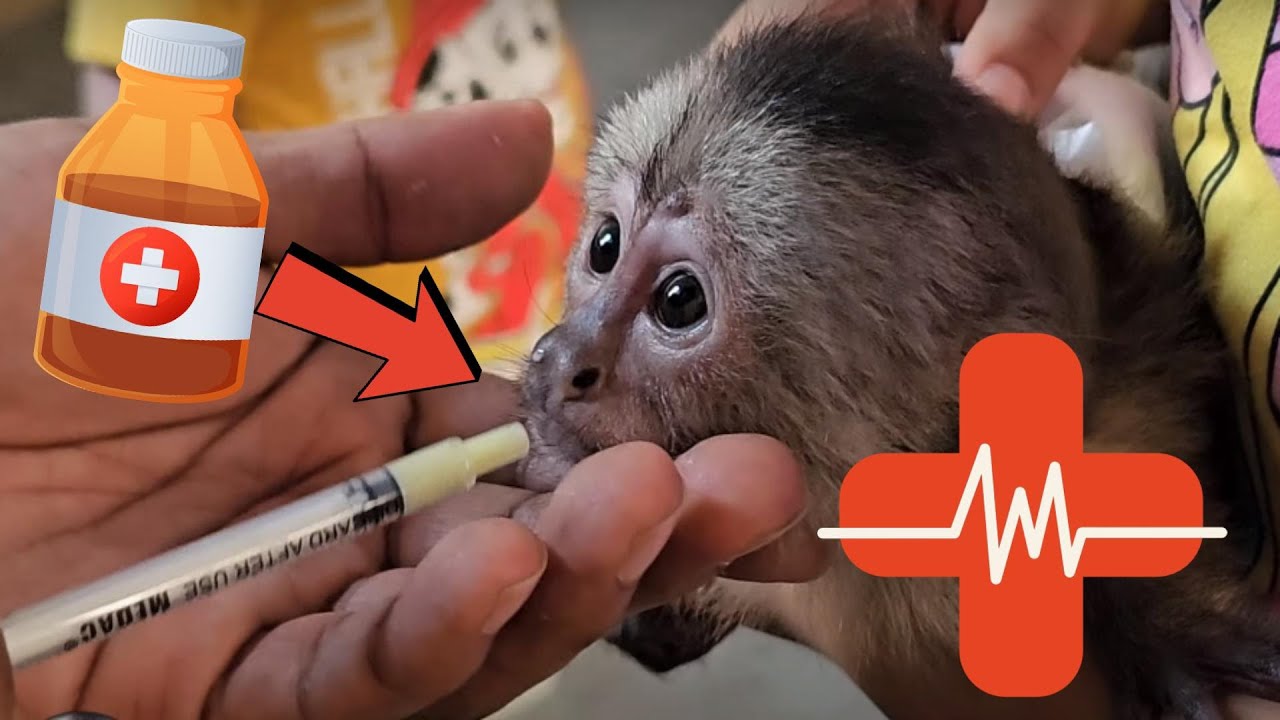 KuKy the monkey is taken to the vet for a medical checkup🐵💊💊🏥🏥🐵 - YouTube