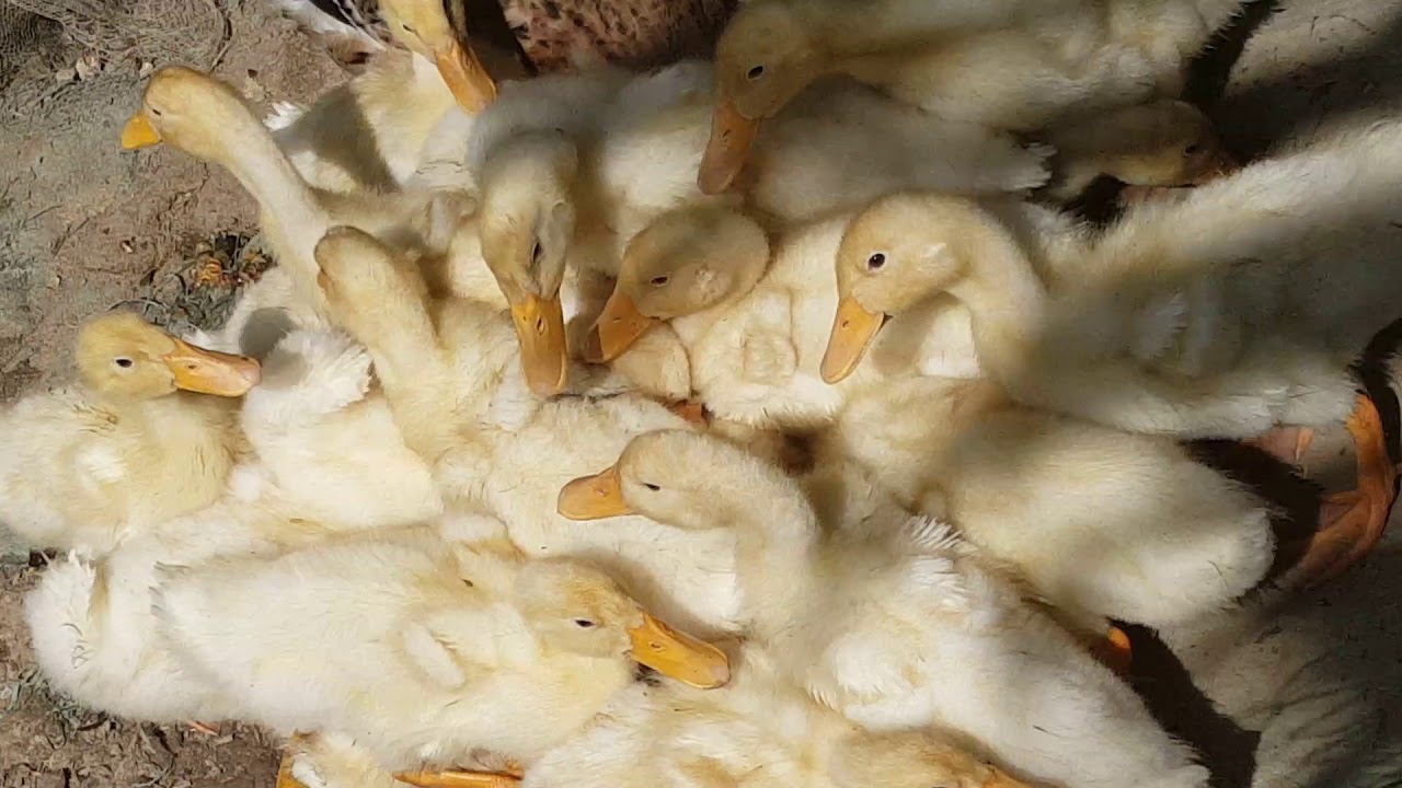 Cute ducks eating food.Vit an - YouTube