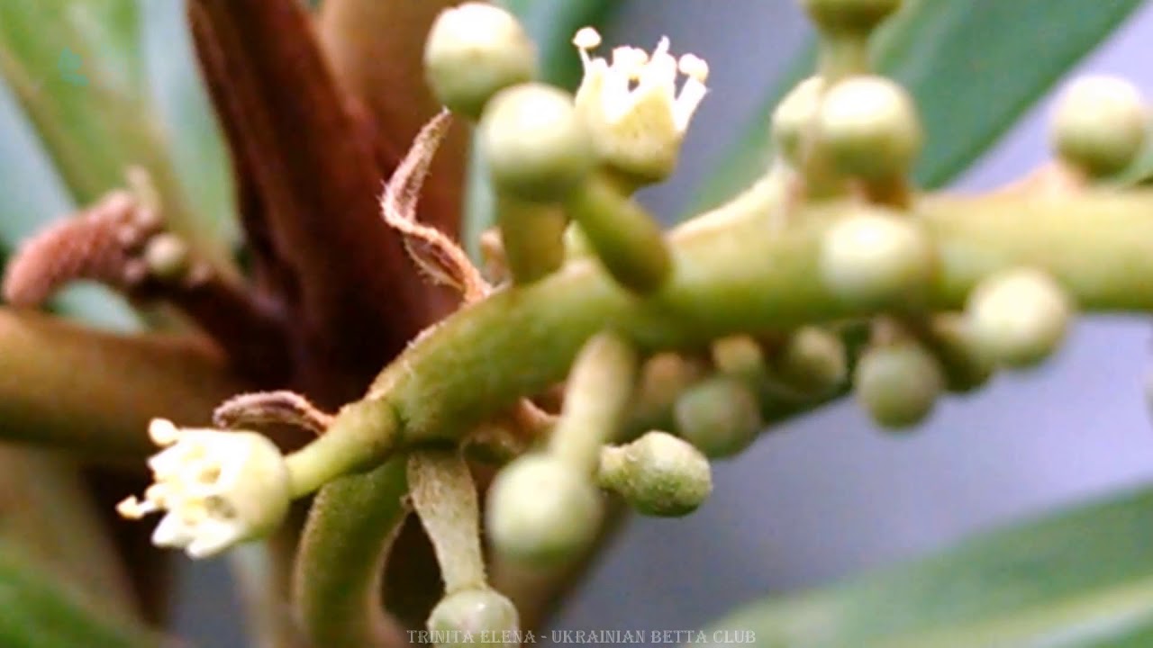 Terminalia Catappa from the seed flowering - YouTube