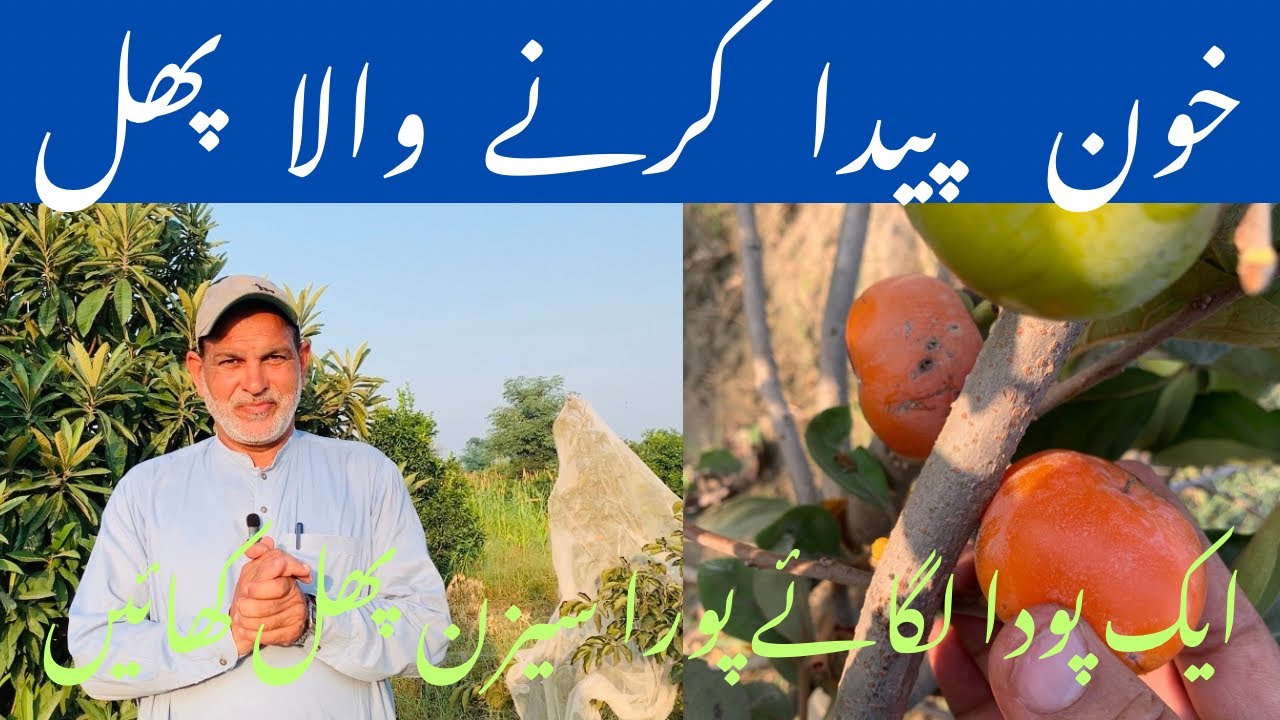 Japani Phal in Pakistan Dessert | japani phal ki kasht or fawaid - YouTube