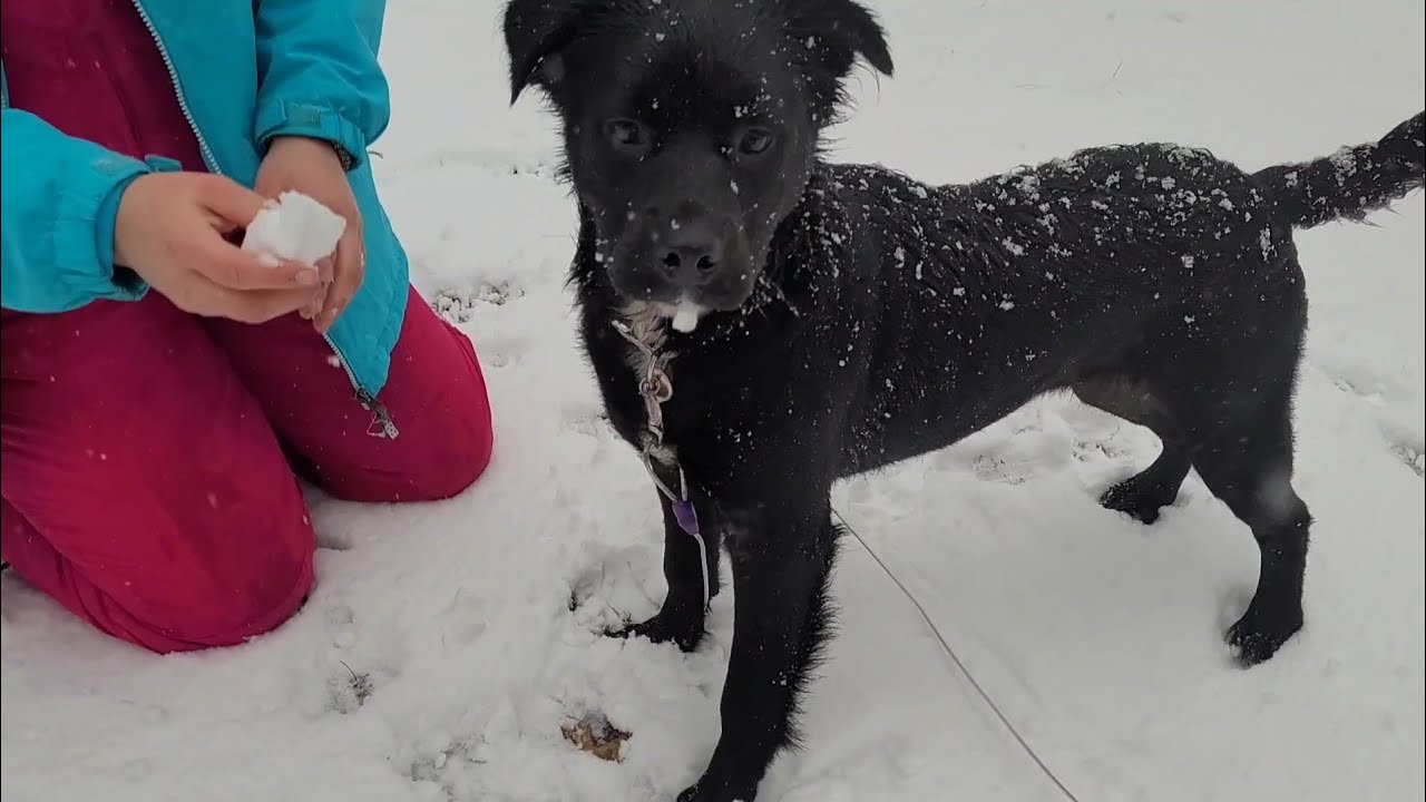 My Dog First Time In The Snow #blacklab #pitbull - YouTube
