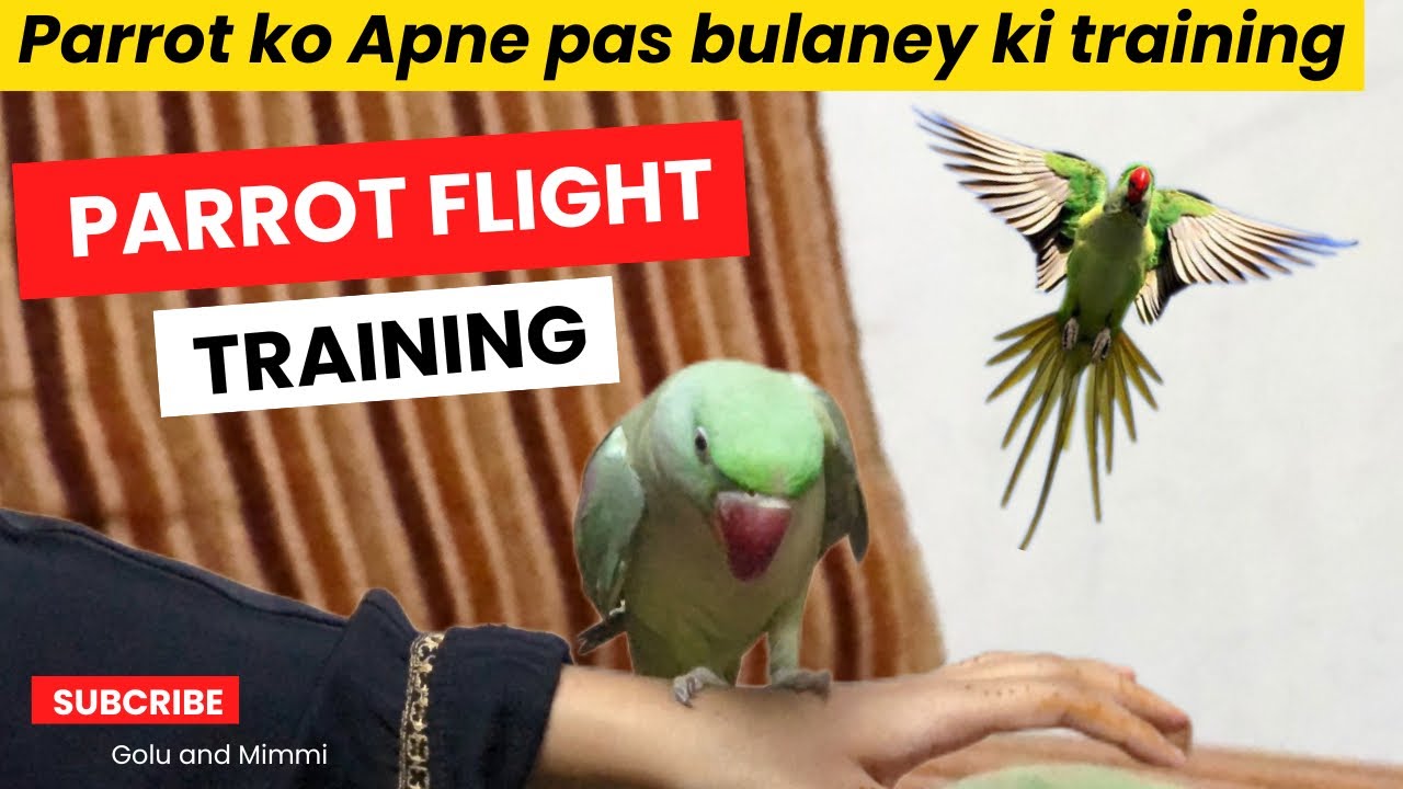 Baby Parrot Training To Fly To You || Parrot Flight Training # ...