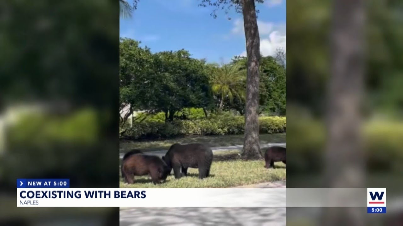 Collier County community learning coexist with bears - YouTube