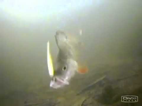 ribalka.flv - YouTube