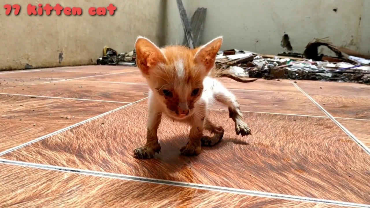 77 Kitten cat🐱Poor kitten,please take care of him god Part 2 - YouTube