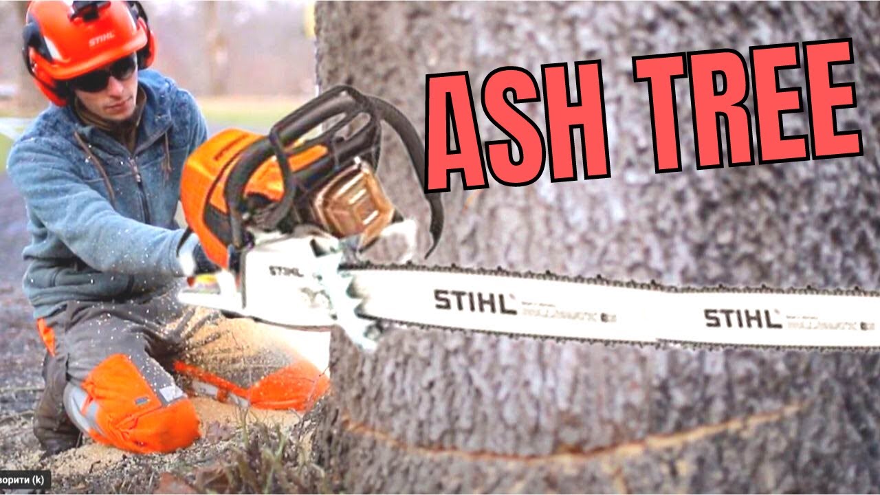 Arborist's Mastery: Impressive Removal of an Ash Tree" - YouTube
