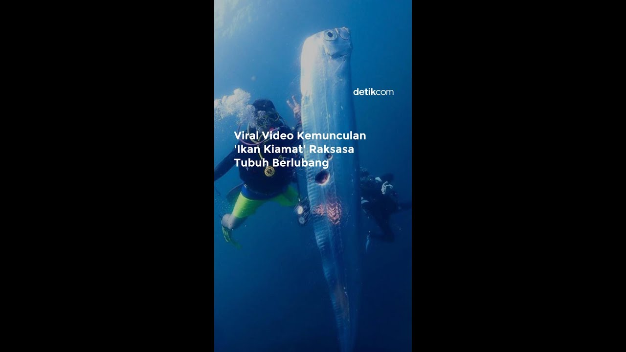 Viral Kemunculan 'Ikan Kiamat' Oar Fish dengan Tubuh Berlubang - YouTube