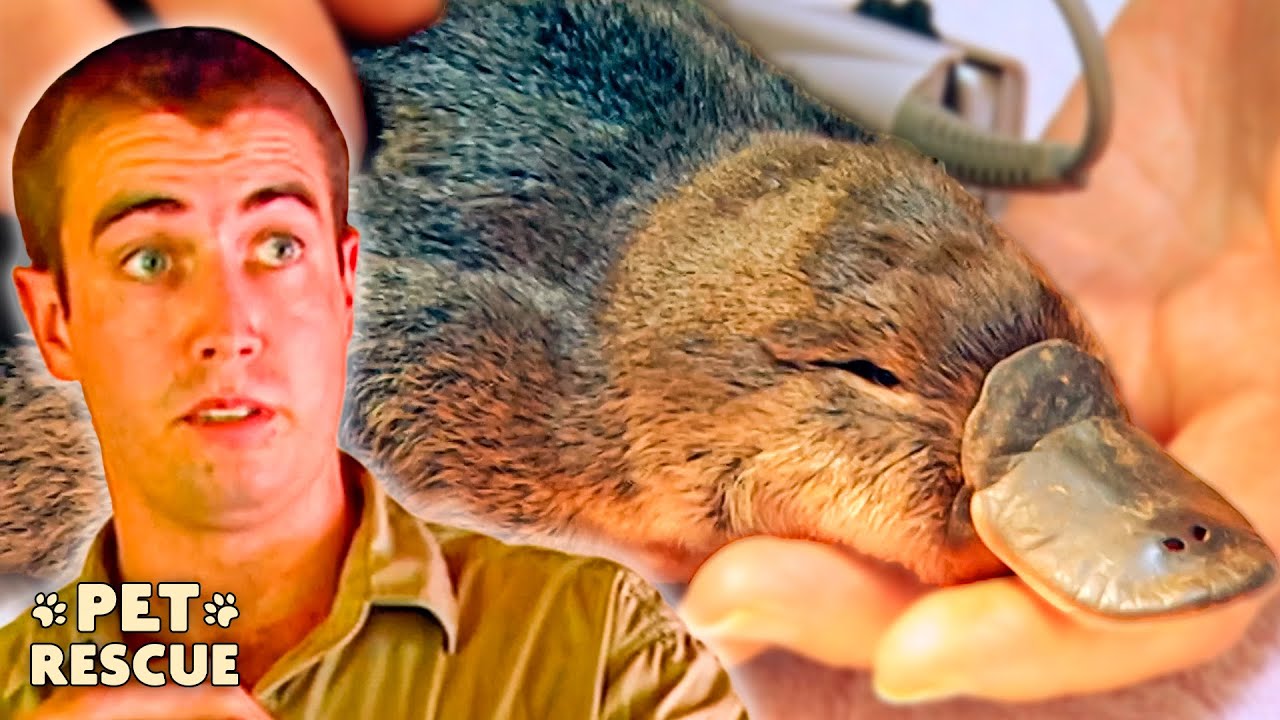 Vets Gone Wild! Saving Injured Wildlife In The Aussie Outback - YouTube