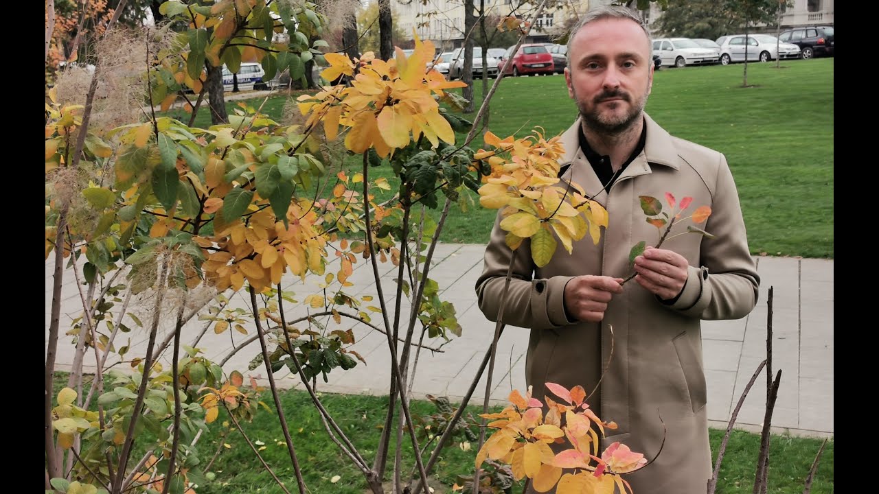RUJEVINA ili RUJ čudesni biljni lek i ostalo lekovito i moćno drveće ...