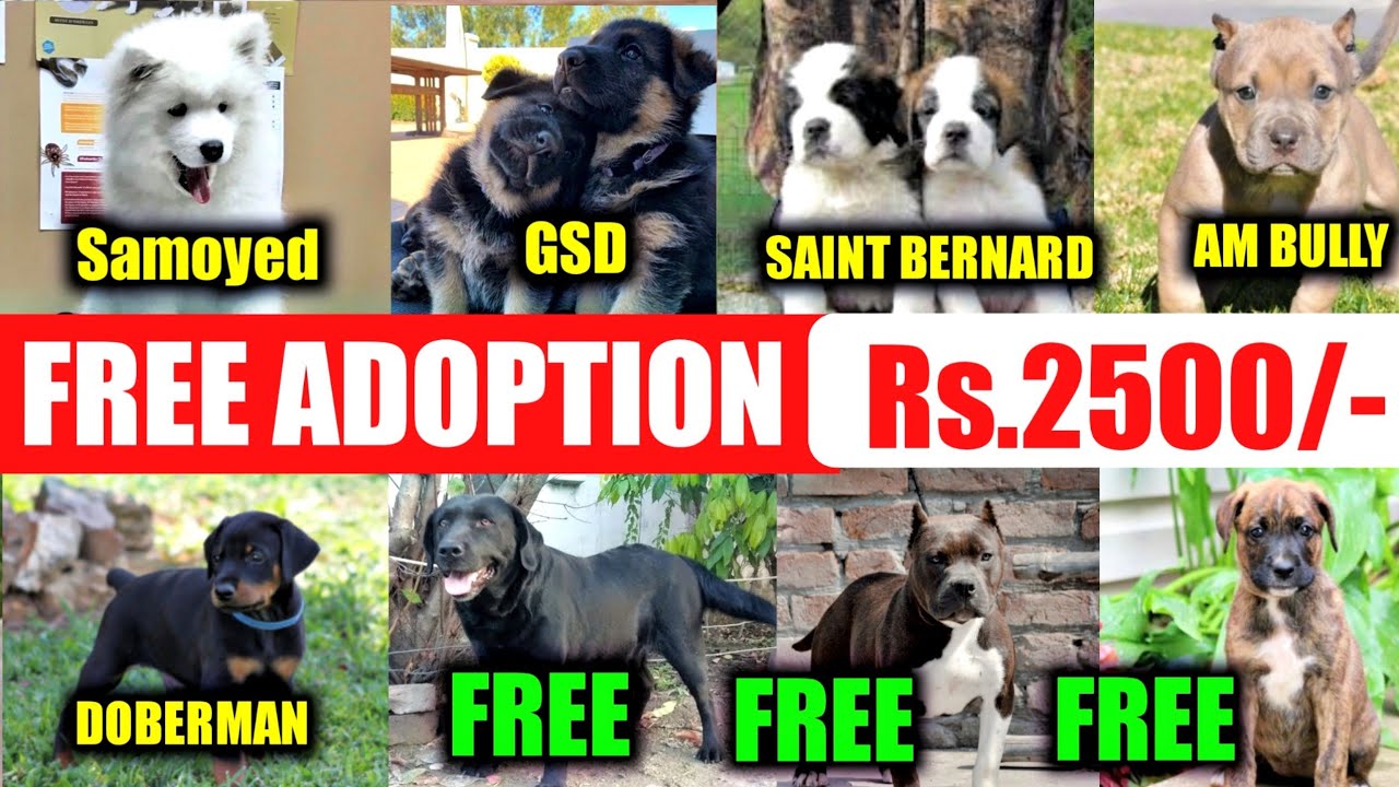 FREE ADOPTION | Rs.2500/- only | Am bully | Doberman | Gsd | samoyed ...
