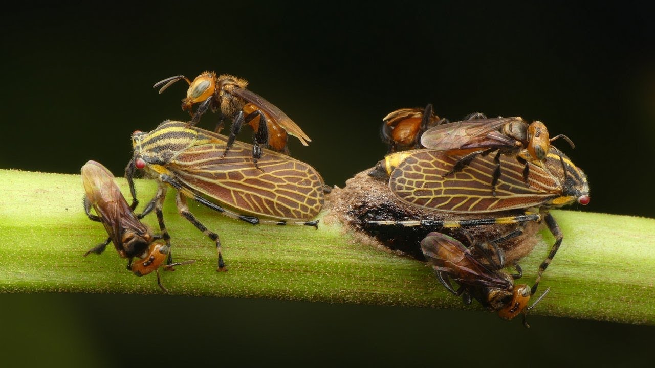 Stingless Bees tending Treehoppers for Honeydew in Ecuador - YouTube