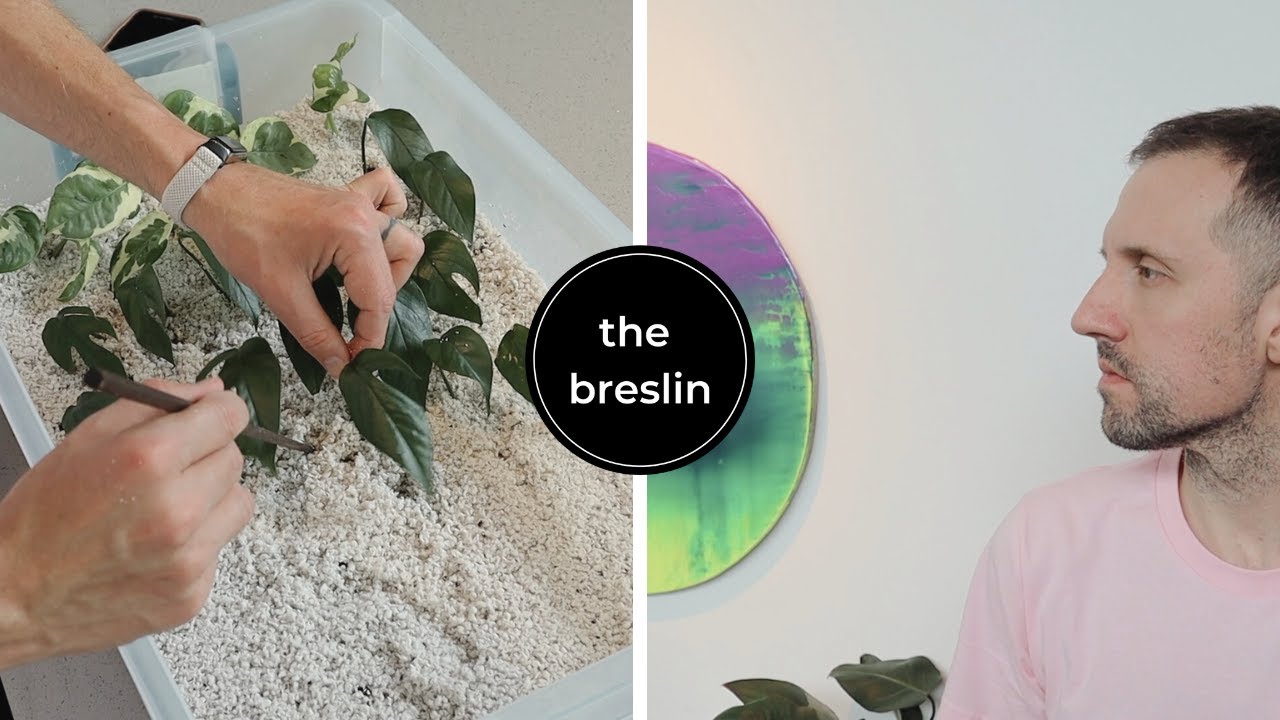 i made a perlite propagation box, it was so EASY! - YouTube