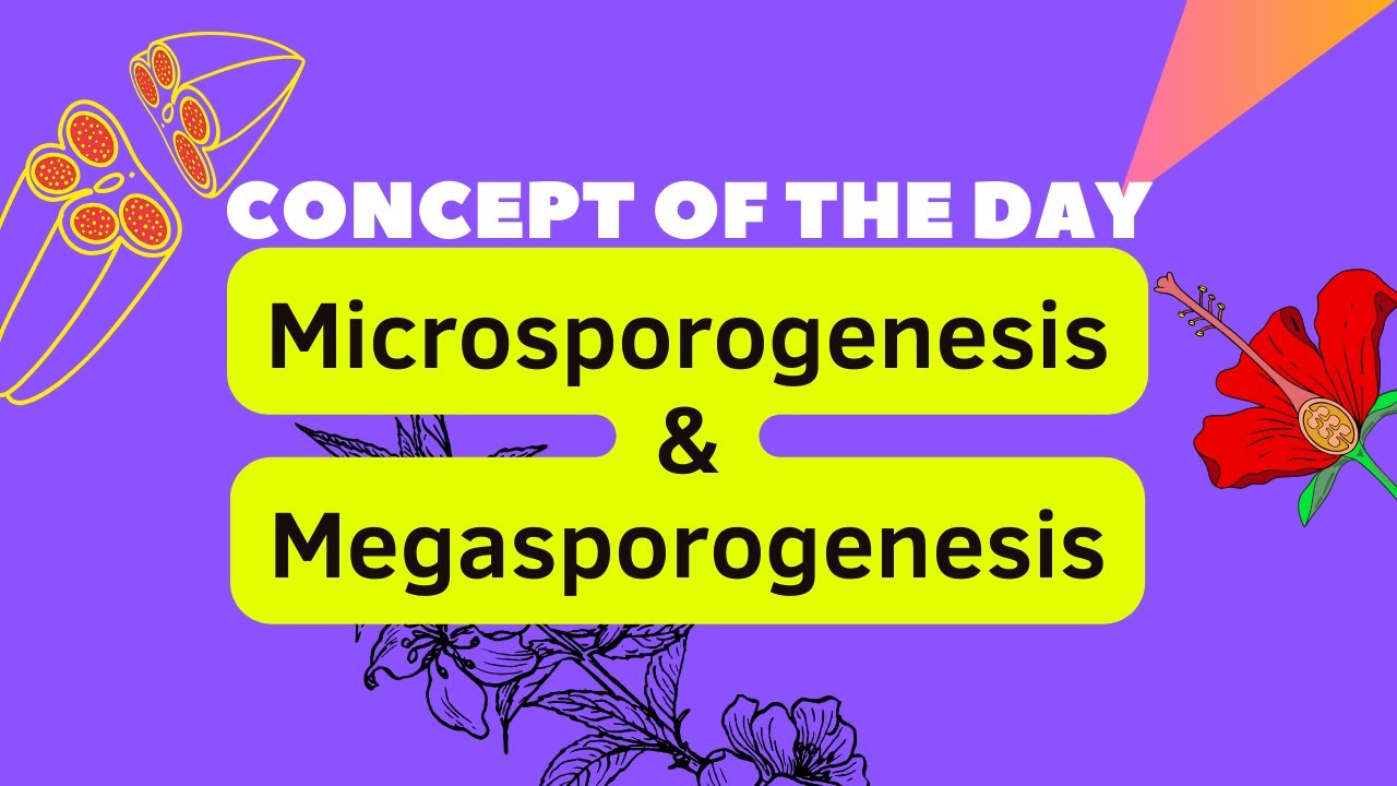 Class 12 || Difference Between Microsporogenesis and Megasporogenesis ...