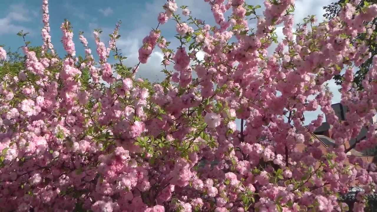 Double Flowering Plum - YouTube