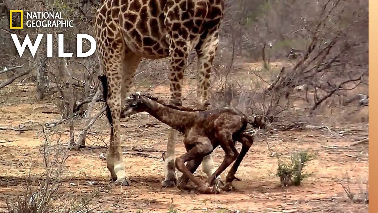 Newborn Giraffe Takes Awkward First Steps | Nat Geo Wild - YouTube