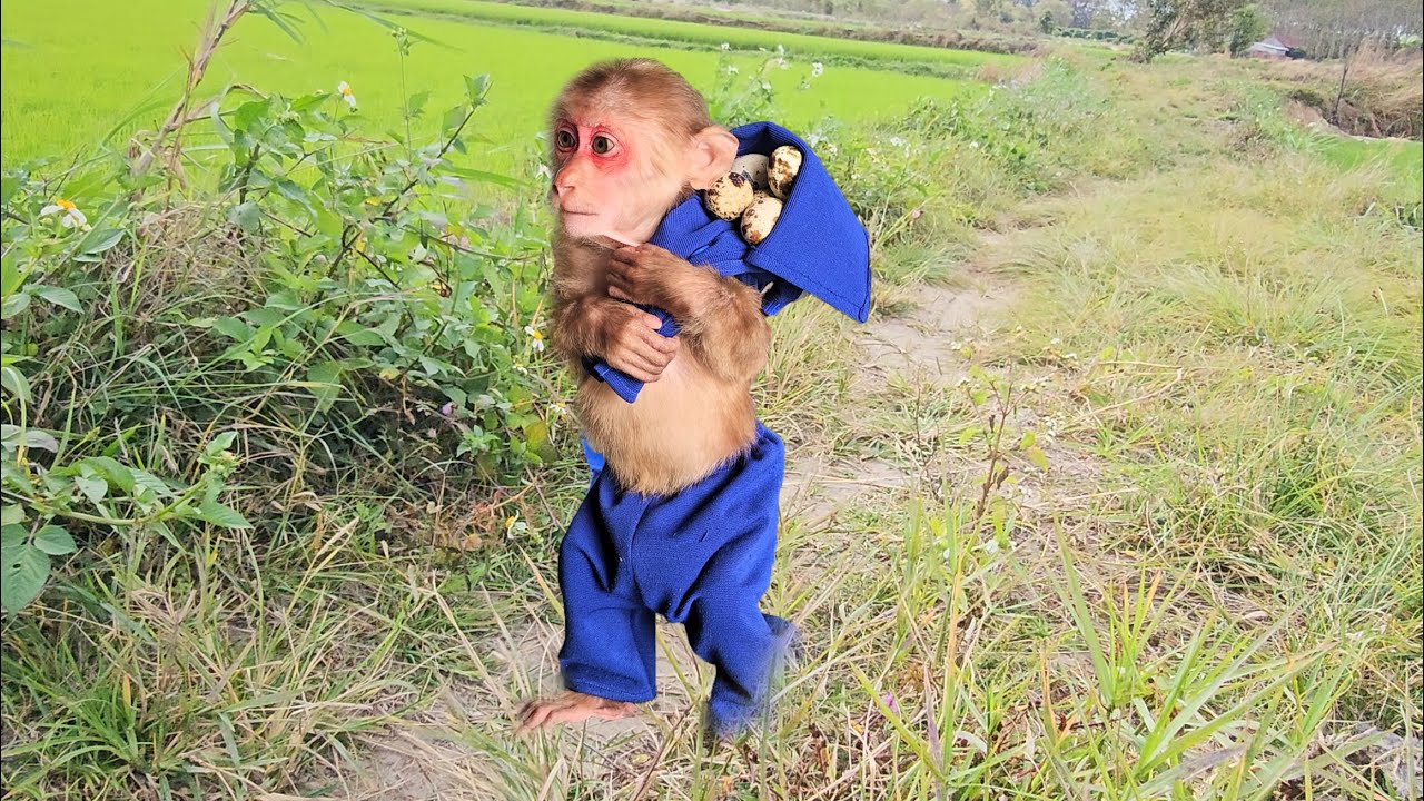 Monkey Su excited harvesting eggs only one special important reason ...