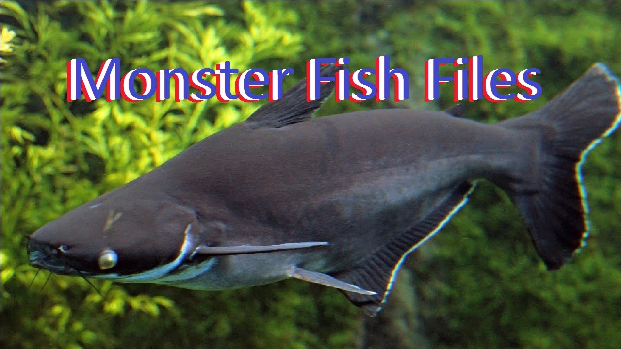 MONSTER FISH FILES: IRIDESCENT SHARK [Pangasianodon hypophthalmus ...