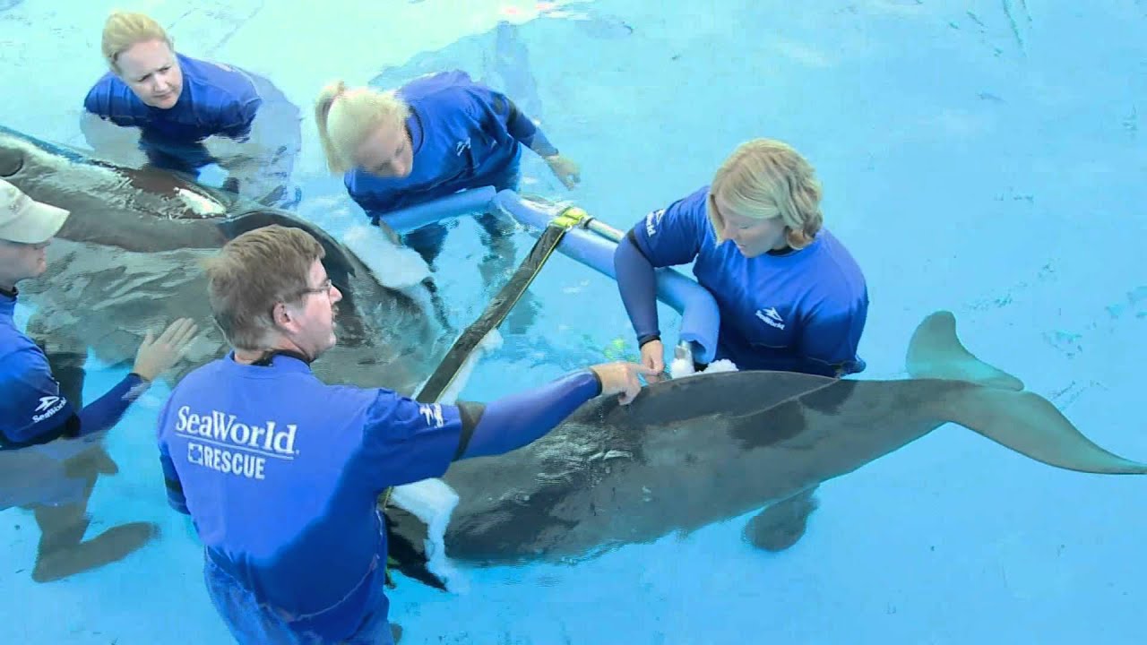 Seaworld uses a custom fitted orthopedic brace to help Pilot Whale ...