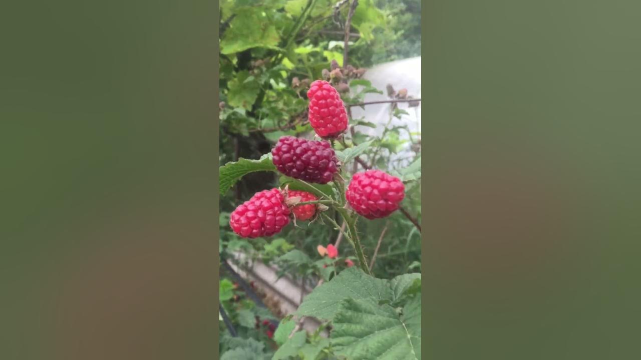 Ежемалина тайбери.ставропольский край. - YouTube