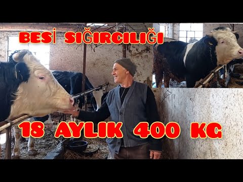 Besi Sığırcılığı. Yem Fiyatlarına İnat ediyor. 18 Aylık Dana 400 kg. Gördes/Manisa