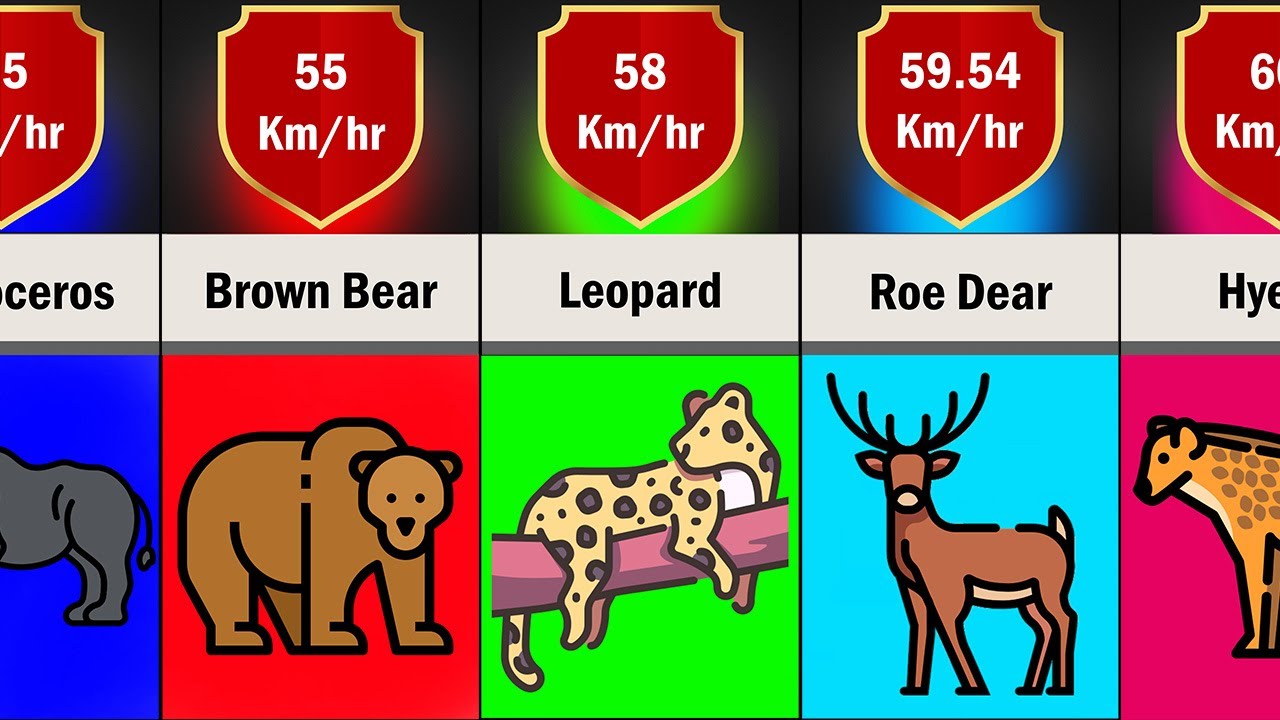 Comparison: Animal Speed - YouTube
