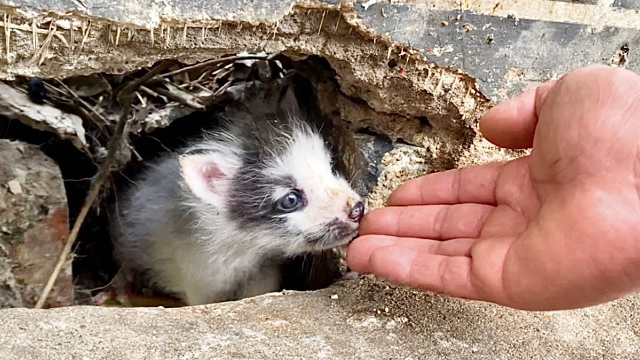 Incredible! A newborn baby fox 🦊 came through the forest and into my ...
