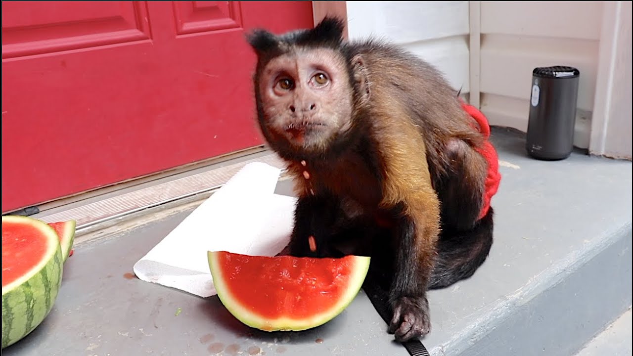 Capuchin MonkeyBoo Watermelon Party! - YouTube