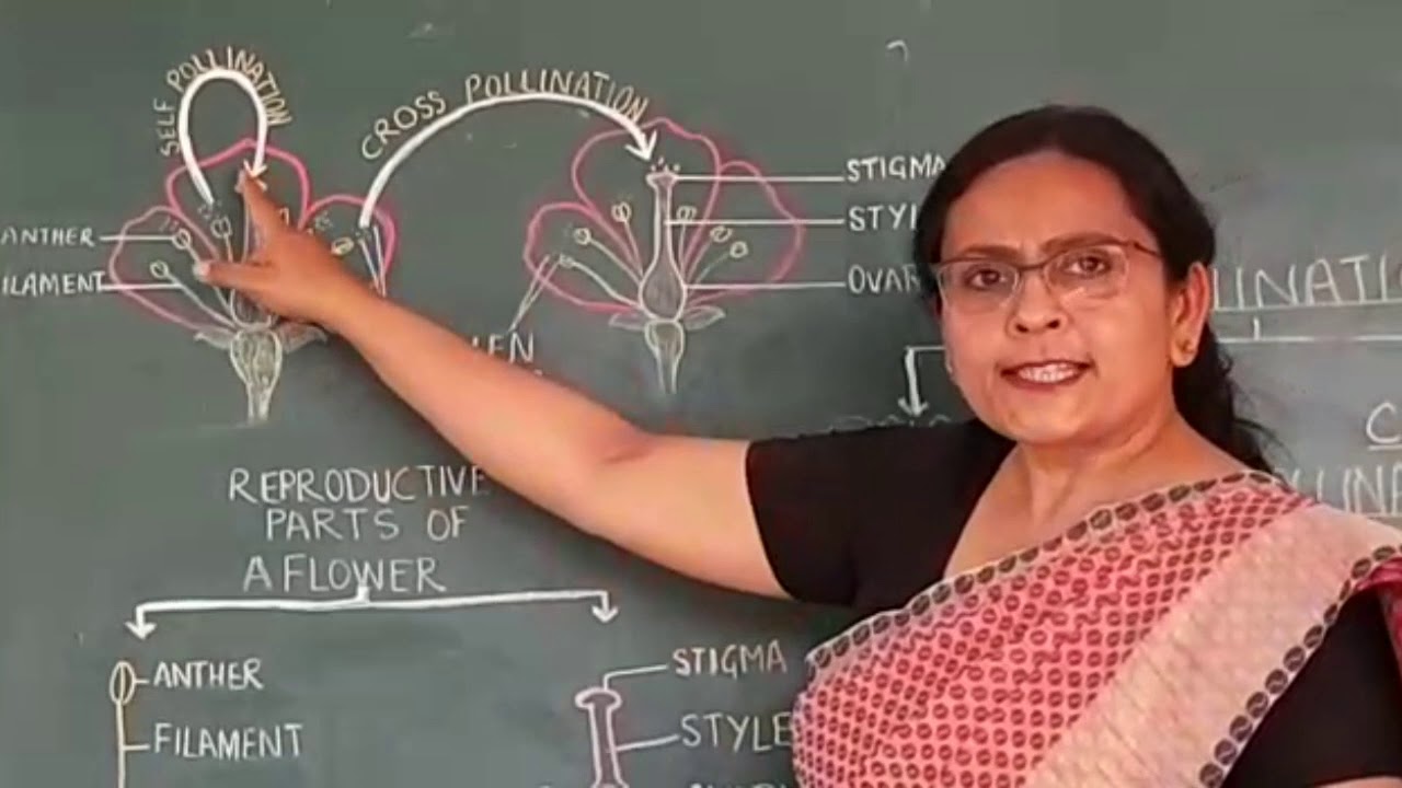 Digital Classroom UP Board Class 11th & 12th Biology : Pollination by ...